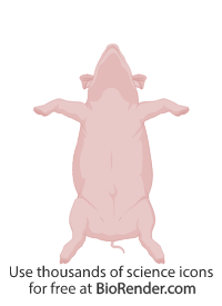Free Pig (supine) Icons, Symbols & Images | BioRender