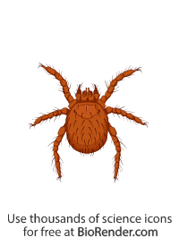 Free Chigger Mite Larva (Leptotrombidium) Icons, Symbols & Images ...