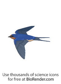 Free Barn Swallow Icons, Symbols & Images | BioRender