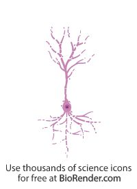 Free Pyramidal neuron (hippocampal, degenerating) Icons, Symbols ...