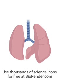 Free Mouse lungs (dorsal) Icons, Symbols & Images | BioRender