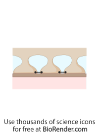 Free Drosophila filtration barrier (nephrocyte) Icons, Symbols & Images ...