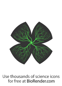 Free Retinal flat mount (OIR, mouse 2) Icons, Symbols & Images | BioRender