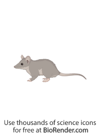Free Opossum (Monodelphis domestica) Icons, Symbols & Images | BioRender