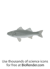 Free European Sea Bass (Dicentrarchus labrax) Icons, Symbols & Images ...