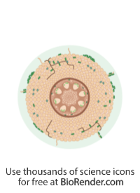 Free Root with Endophytes Icons, Symbols & Images | BioRender