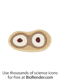 Free Molar teeth (horizontal cross-section) Icons, Symbols & Images ...