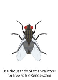 Free Housefly (dorsal view) Icons, Symbols & Images | BioRender