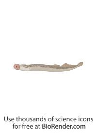 Free Sea Lamprey Icons, Symbols & Images | BioRender