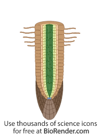Free Guard cell (open) Icons, Symbols & Images | BioRender