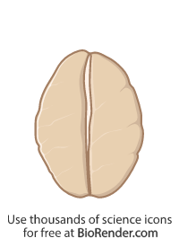 Free Oat flake Icons, Symbols & Images | BioRender