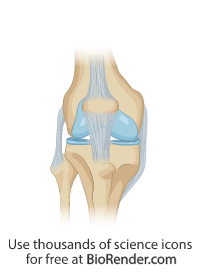 Free Knee joint (with anterior tendons) Icons, Symbols & Images | BioRender