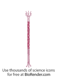 Free MARCO Icons, Symbols & Images | BioRender