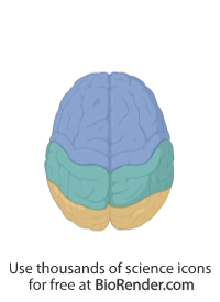 Free Brain (superior view, all lobes) Icons, Symbols & Images | BioRender