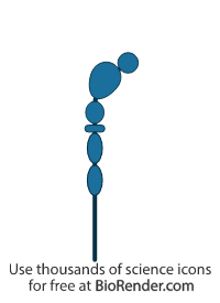 Free Integrin (alpha, monomer, extended 2) Icons, Symbols & Images ...