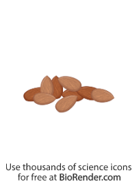 Free Almonds Icons, Symbols & Images | BioRender