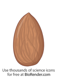 Free Almond nut (shelled) Icons, Symbols & Images | BioRender