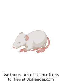 Free Mouse pup (old) Icons, Symbols & Images | BioRender