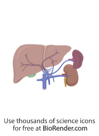 Free Portal vein (in situ, meso-Rex shunt) Icons, Symbols & Images ...