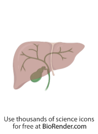 Free Liver with gallbladder and biliary tree Icons, Symbols & Images ...