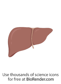 Free Liver Icons, Symbols & Images | BioRender