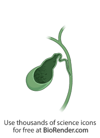 Free Gallbladder (cut) Icons, Symbols & Images | BioRender