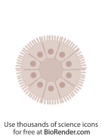Free Apical-out intestinal organoid Icons, Symbols & Images | BioRender