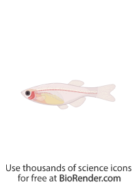 Free Zebrafish (female, casper) Icons, Symbols & Images | BioRender