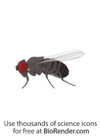Free Drosophila (lateral, male, black body) Icons, Symbols & Images ...