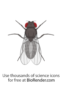 Free Drosophila (dorsal, male, black body) Icons, Symbols & Images ...