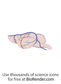 Free Mouse brain (lateral, with vasculature) Icons, Symbols & Images ...