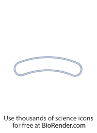 Free Cisterna membrane (med) Icons, Symbols & Images | BioRender