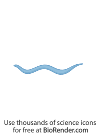Free C Elegans Icons Symbols Images Biorender