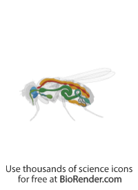 Free Drosophila organs (lateral, male) Icons, Symbols & Images | BioRender