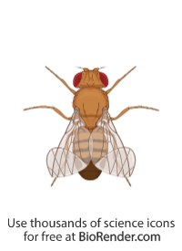 Free Drosophila (dorsal, male, curly wings) Icons, Symbols & Images ...
