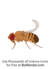 Free Drosophila (lateral, male, curly wings) Icons, Symbols & Images ...