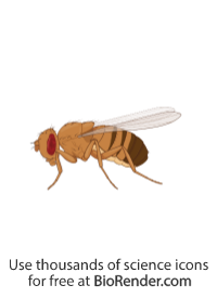 Free Drosophila (lateral, male, with bar eyes) Icons, Symbols & Images ...