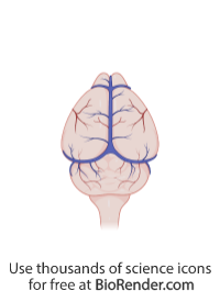 Free Mouse brain (dorsal, with vasculature) Icons, Symbols & Images ...