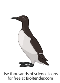 Free Common murre (Uria aalge) Icons, Symbols & Images | BioRender