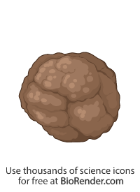 Free Crown gall Icons, Symbols & Images | BioRender