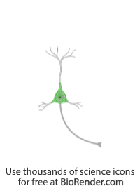Free Cortical interneuron (with PNN) Icons, Symbols & Images | BioRender