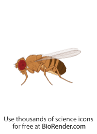 Free Drosophila (lateral, male) Icons, Symbols & Images | BioRender