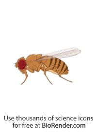 Free Drosophila (lateral, female) Icons, Symbols & Images | BioRender