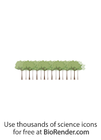 Free Generic tree (forest) Icons, Symbols & Images | BioRender