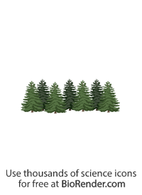 Free Tree (coniferous, forest) Icons, Symbols & Images | BioRender