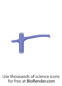 Free Portal vein (inferior vena cava) Icons, Symbols & Images | BioRender