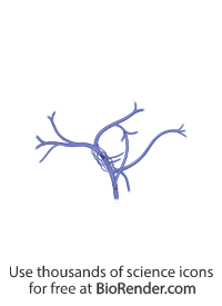 Free Portal vein (meso-Rex shunt) Icons, Symbols & Images | BioRender