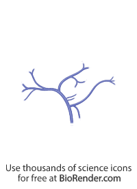 Free Portal vein Icons, Symbols & Images | BioRender