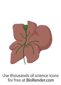 Free Mouse liver (visceral, bile duct) Icons, Symbols & Images | BioRender