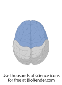 Free Brain (superior view, frontal lobe) Icons, Symbols & Images ...